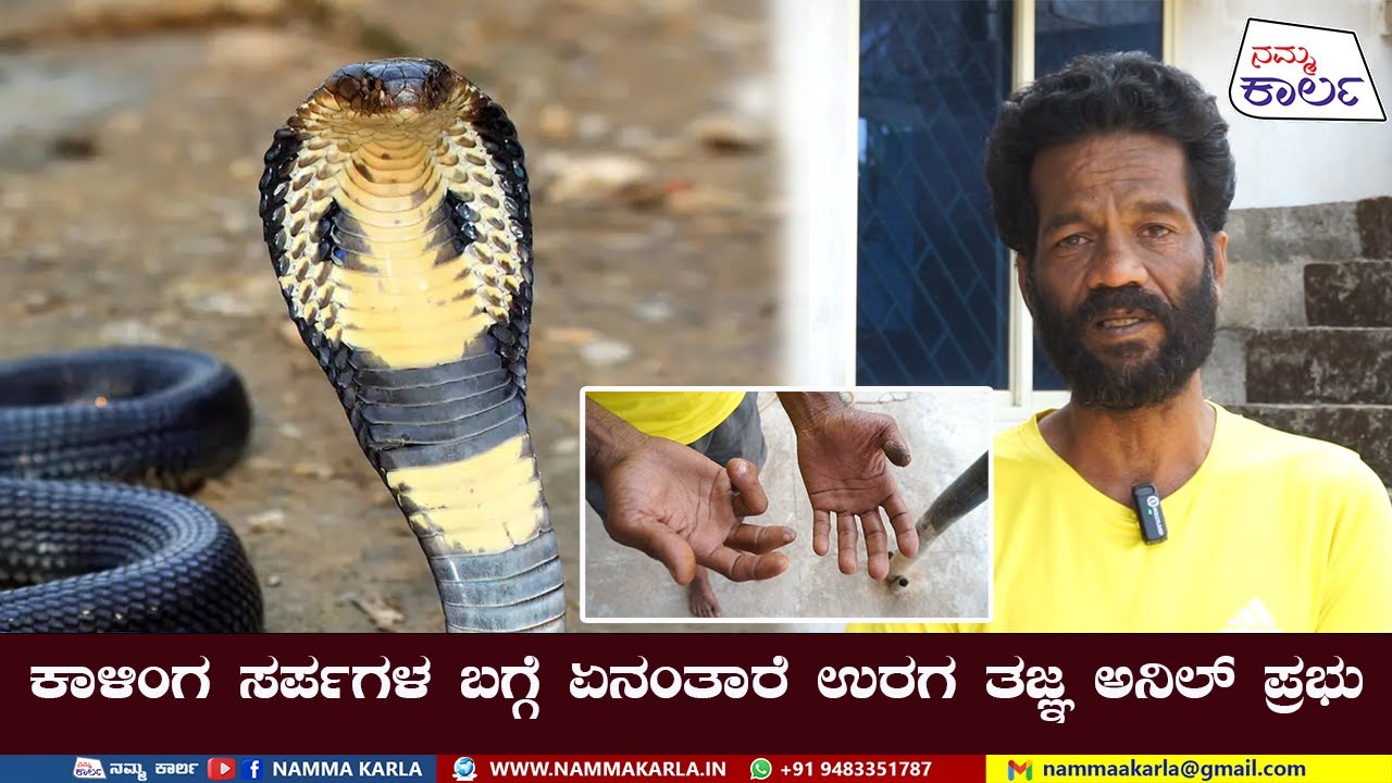 ಕಾಳಿಂಗ ಸರ್ಪಗಳ ಬಗ್ಗೆ ಏನಂತಾರೆ ಅನಿಲ್ ಪ್ರಭು | KING KOBRA | ANIL PRABHU ...