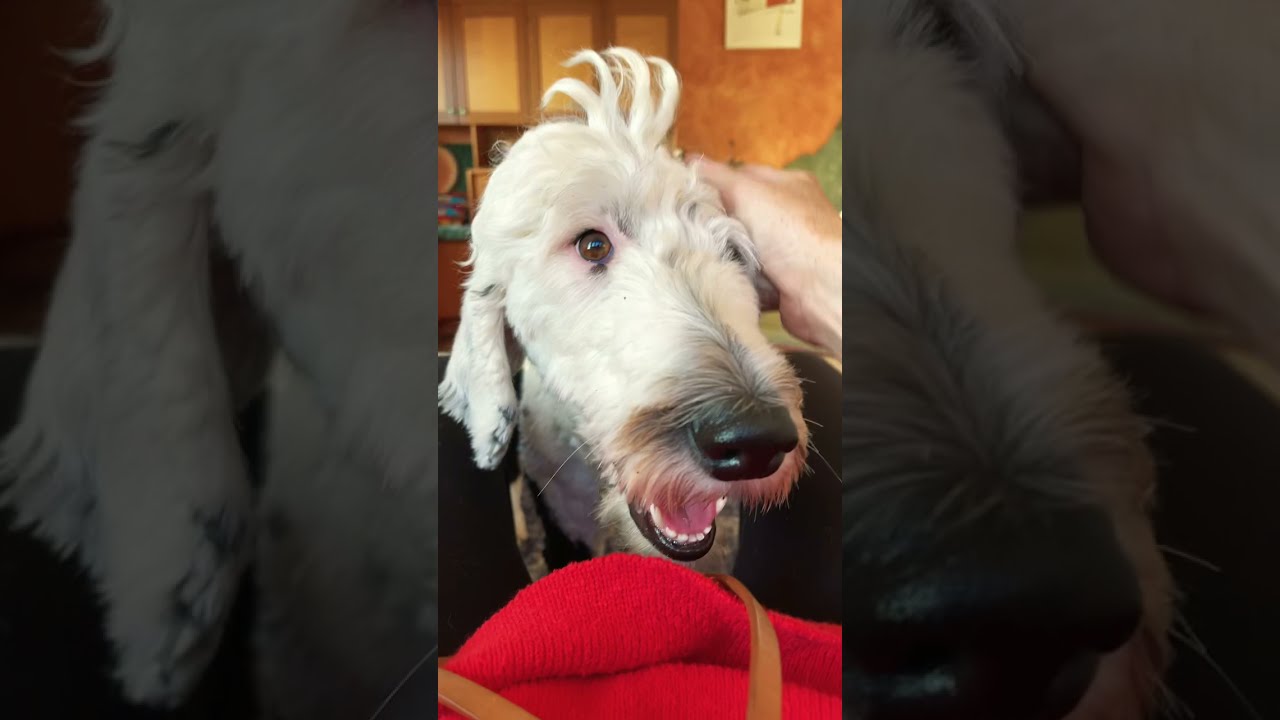 Youtube talking dog store