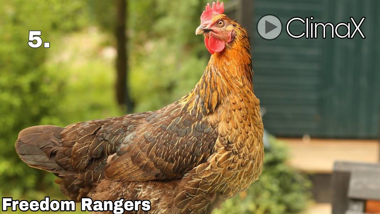 Top 10 Chicken Breeds You Should Eat | 5- Freedom Rangers | Known Fact ...