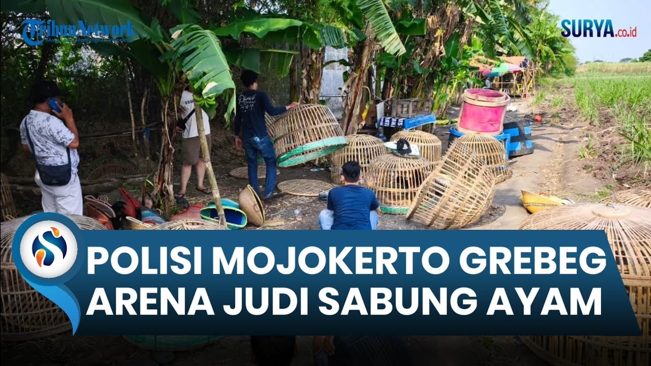 Polisi Gerebek Arena Judi Sabung Ayam. 5 Pelaku, 18 Ekor Ayam Aduan ...
