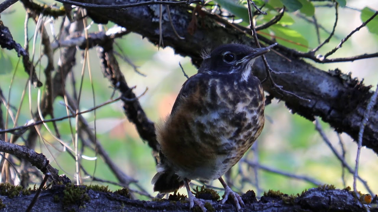 Young American Robin - YouTube