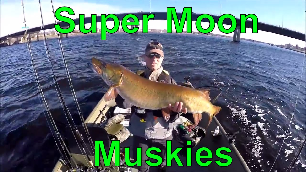 Fishing Muskies On The Super Moon-November 2016-Underwater Views - YouTube