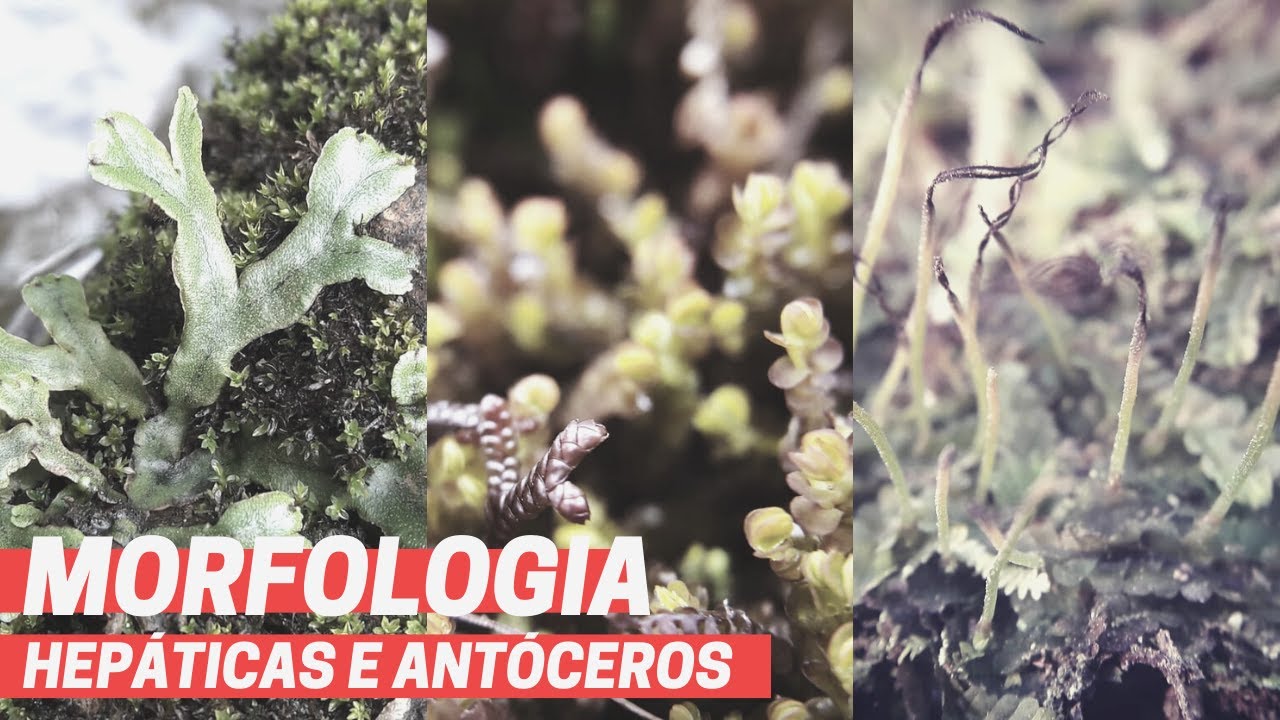 Morfologia de briófitas I antóceros e hepáticas - YouTube