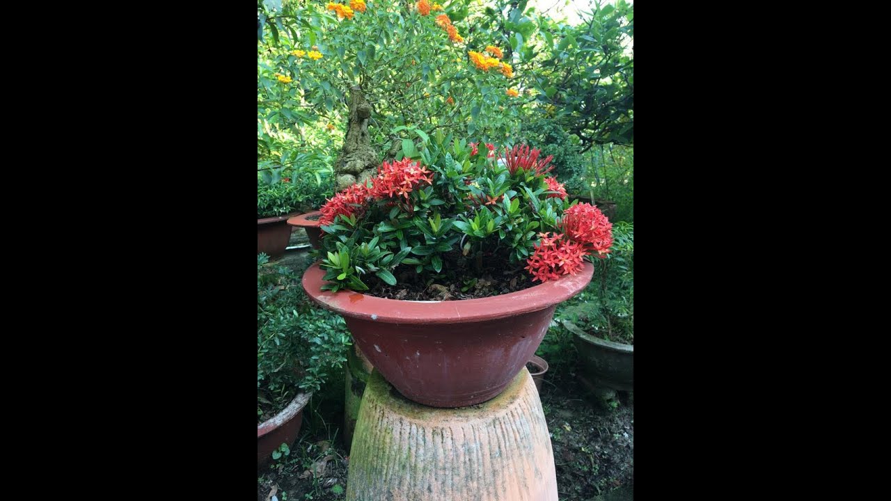 Trang đỏ lá nhỏ cây bonsai | trang bonsai mini hàng để bàn - YouTube