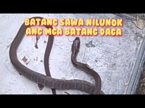 Mga alagang bulilit (daga) nilunok ng batang Sawa. #snake - YouTube