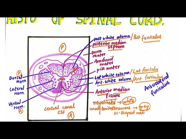 Cerebral Cortex Histology Labeled Cell Zone, Inc. Histology Poster