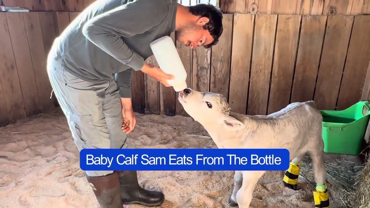 Baby Sam's First Steps: A Calf's Journey Begins Day One #calflove #calf #smallranch - YouTube
