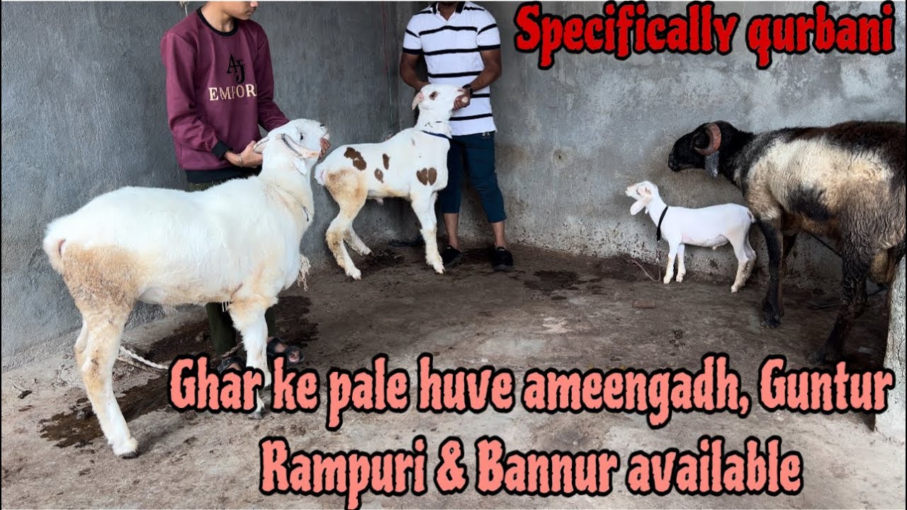Ghar ke pale huve ameengadh, Guntur Rampuri & Bannur available in hyd # ...