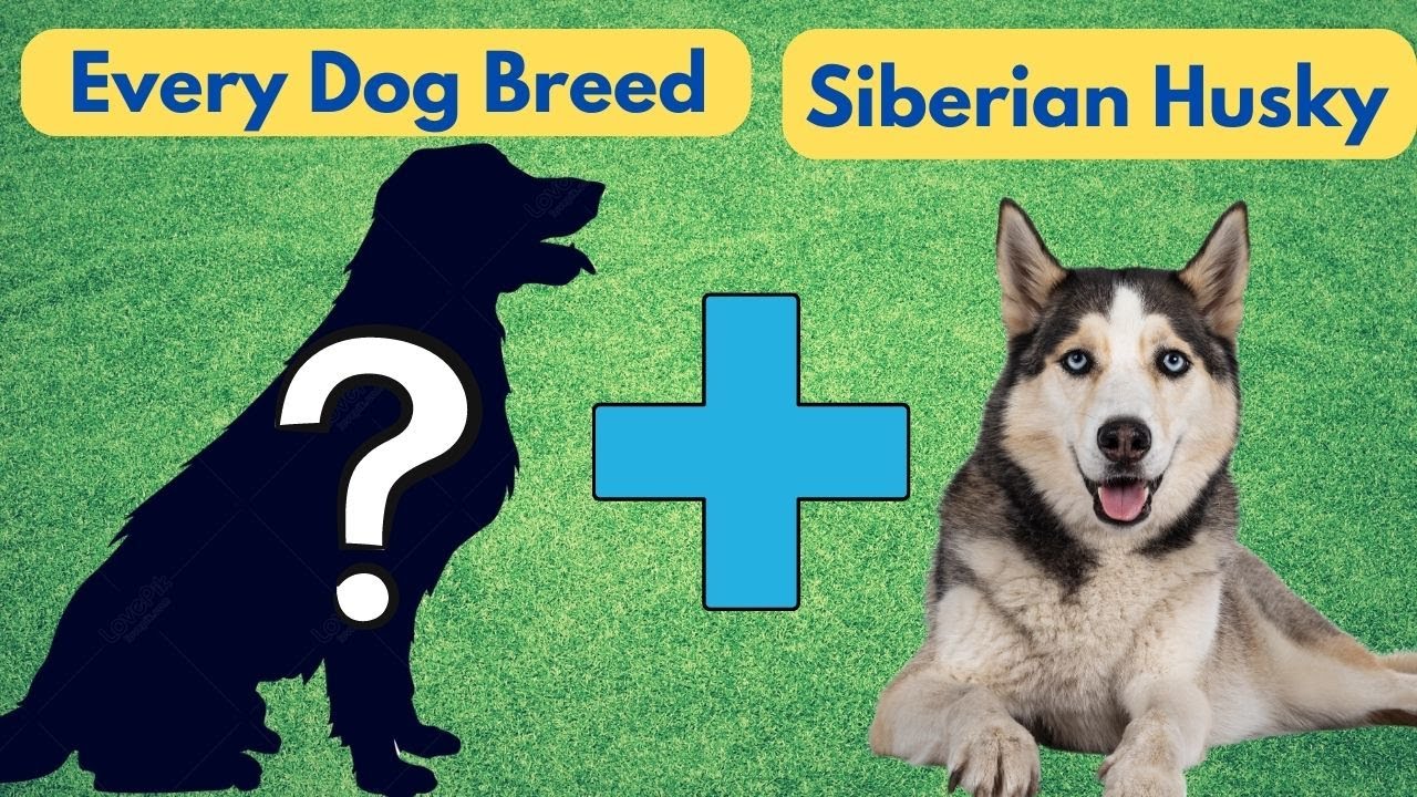 14 Siberian Husky Mix Breed | Siberian Husky Cross Breed Dogs | Mix ...
