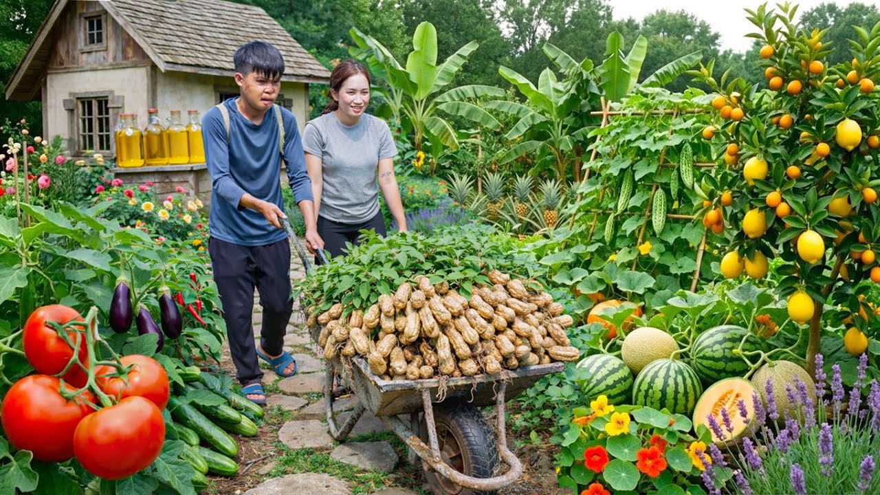 Harvesting Fresh Farm Seeds & Processing them into Organic Oil to sell ...
