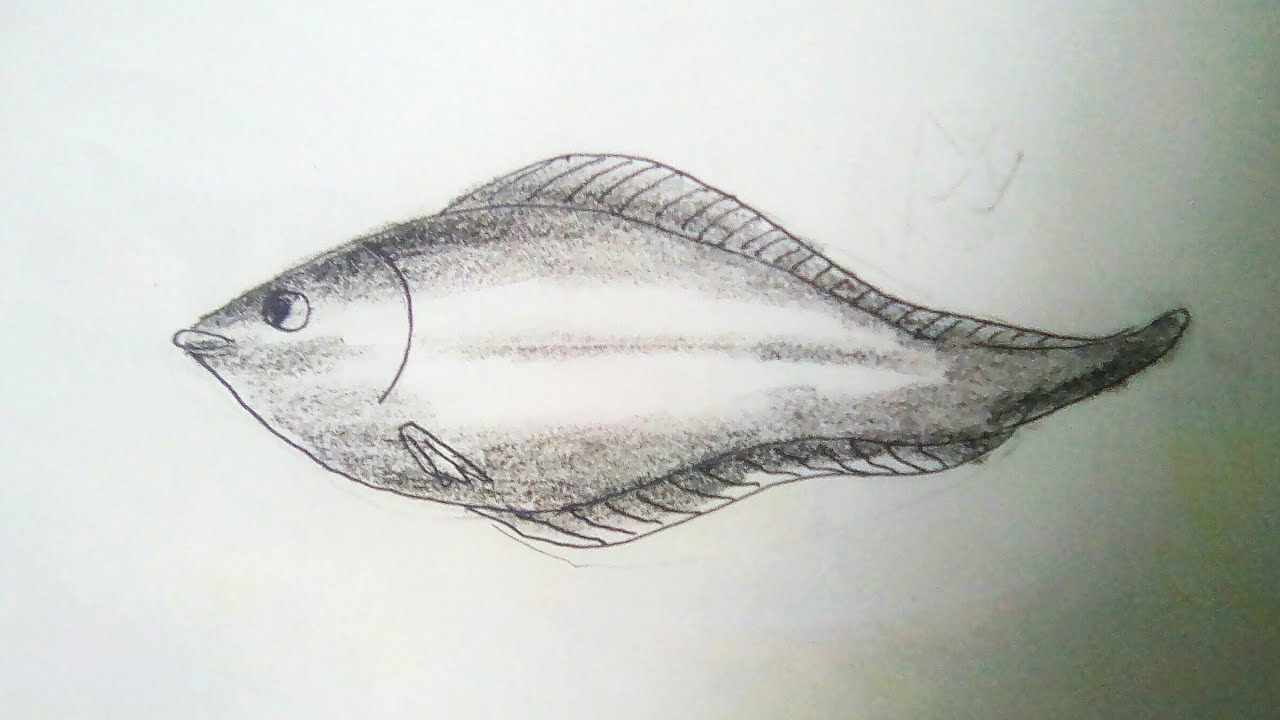 how to draw clown knife fish - YouTube