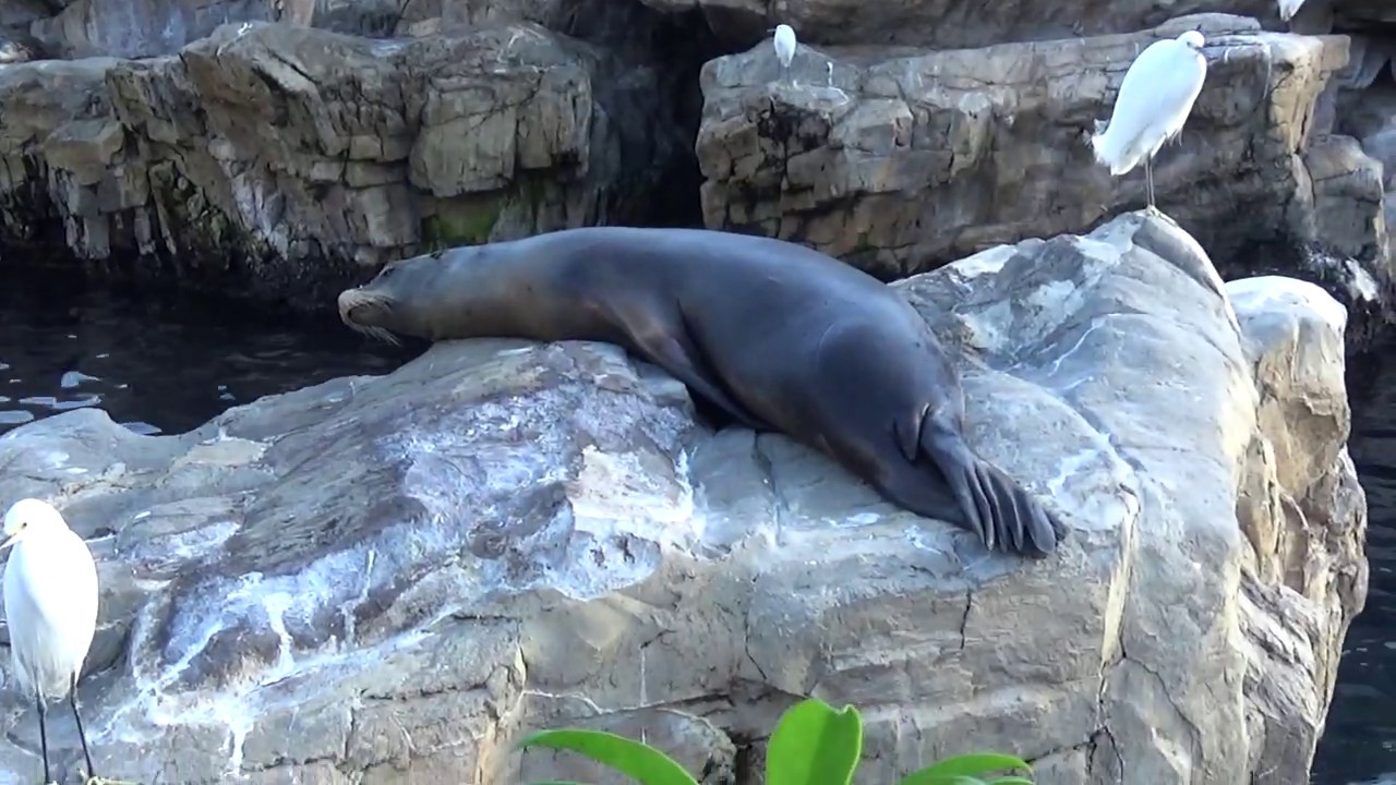 Spending Time With The Seals Seaworld Orlando - YouTube