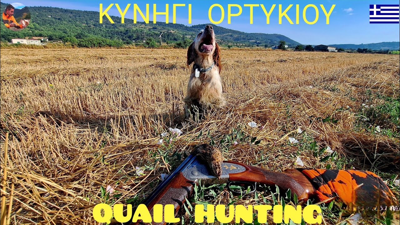 Κυνήγι Ορτυκιού-Έναρξη Σεζόν 2025-2026 με Αγγλικά Σέττερ/ Quail Hunting ...