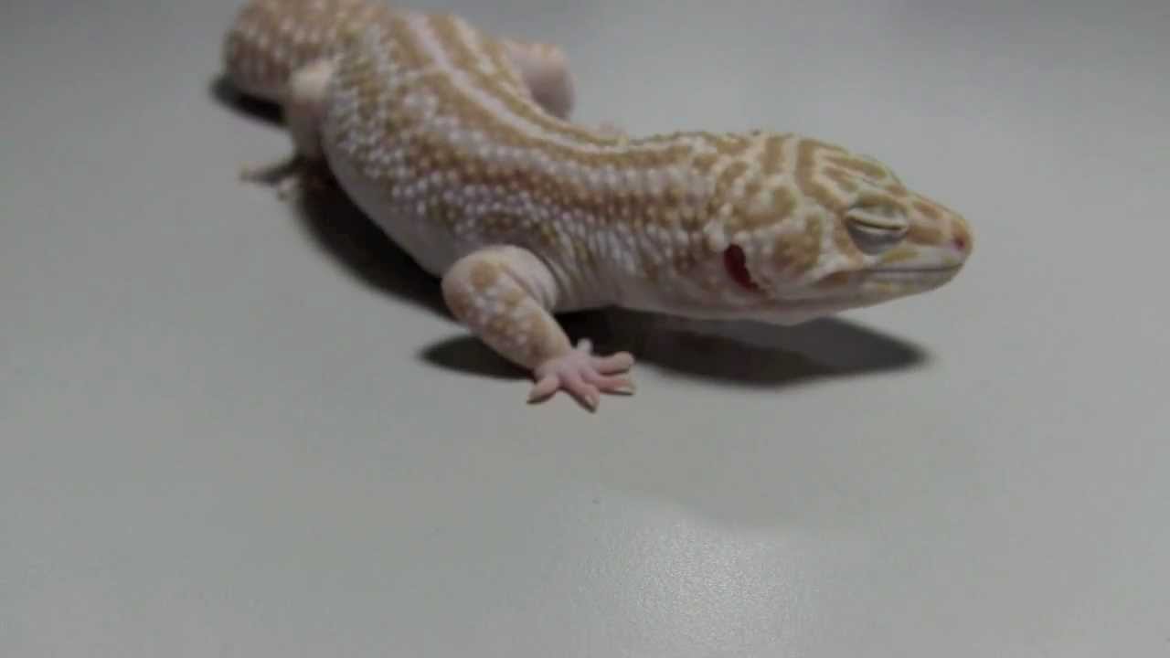 Super Snow Albino - YouTube