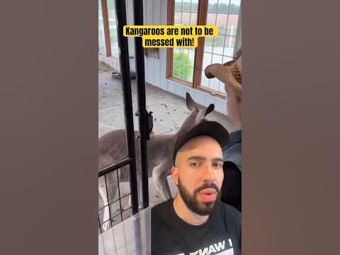 Kangaroo vs. Human: Who Wins? - YouTube