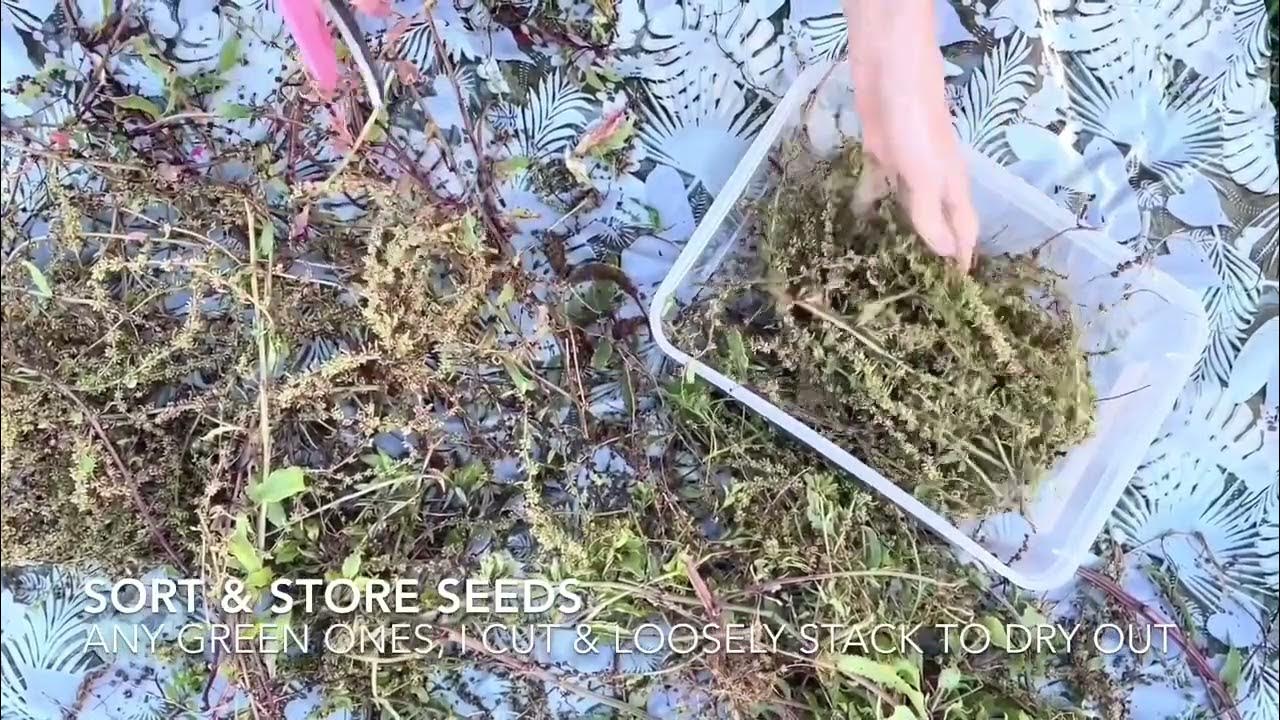 HOW TO COLLECT & HARVEST BEETROOT SEEDS FROM YOUR OWN GARDEN - YouTube