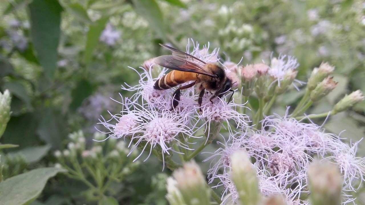 Bee in jungle - YouTube