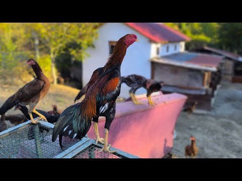 Zorbeylerin Serüvenini Çorumlu Recep Usta Anlatıyor.