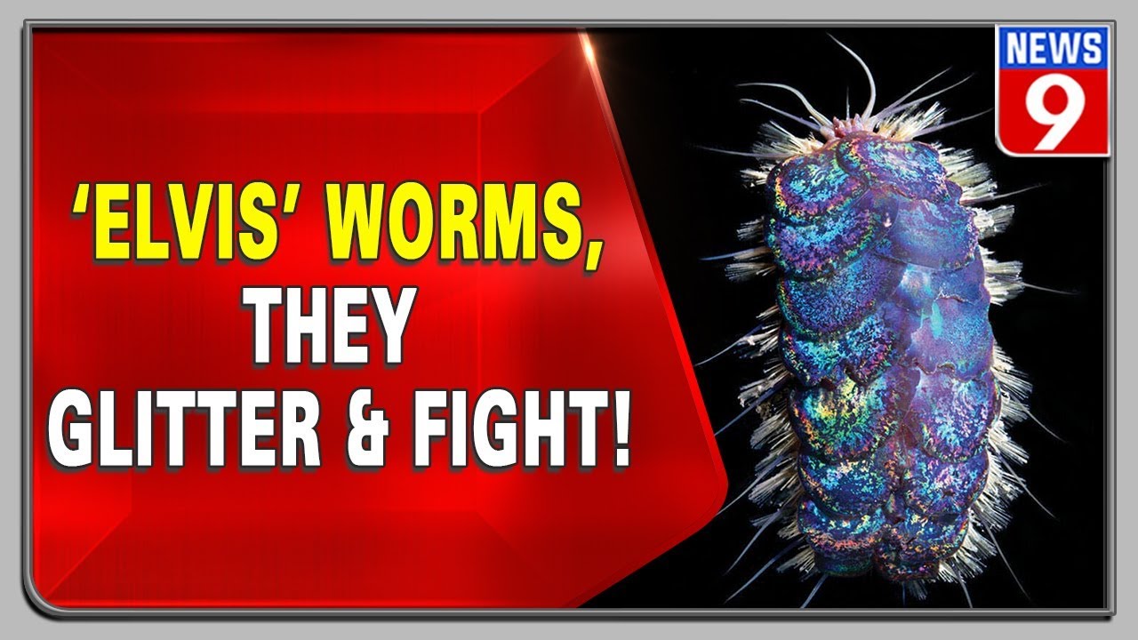 A new species of deep-sea worms named after late singer Elvis Presley ...