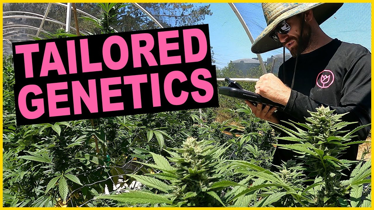 Gap Tailored Genetics - Luma’s Selection Process - YouTube