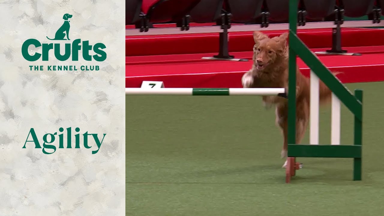 Agility - Medium ABC and Intermediate/ Large Novice ABC Final Part 2 (Jumping) | Crufts 2024 ...