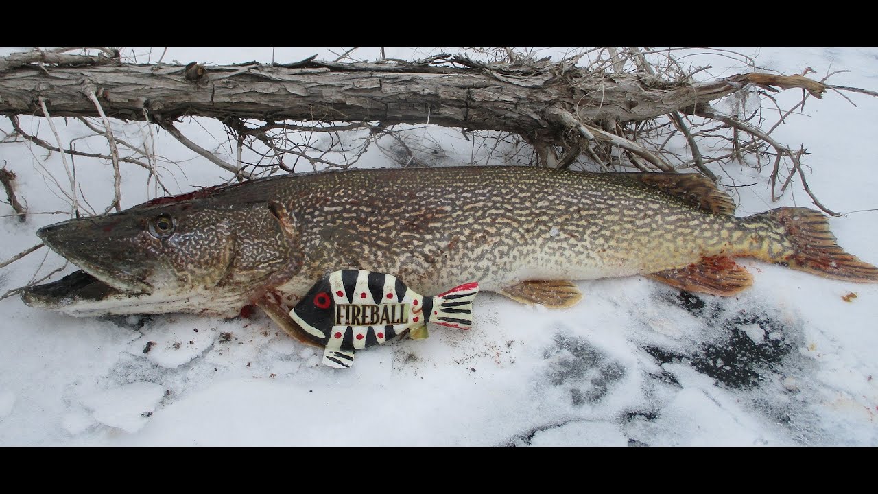 Pike Spearing 2 3 2021 Shaky Shaft Addicts - YouTube