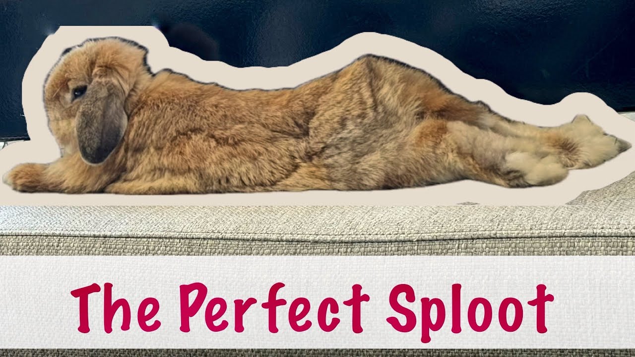 The perfect position for lazy Rabbits - YouTube