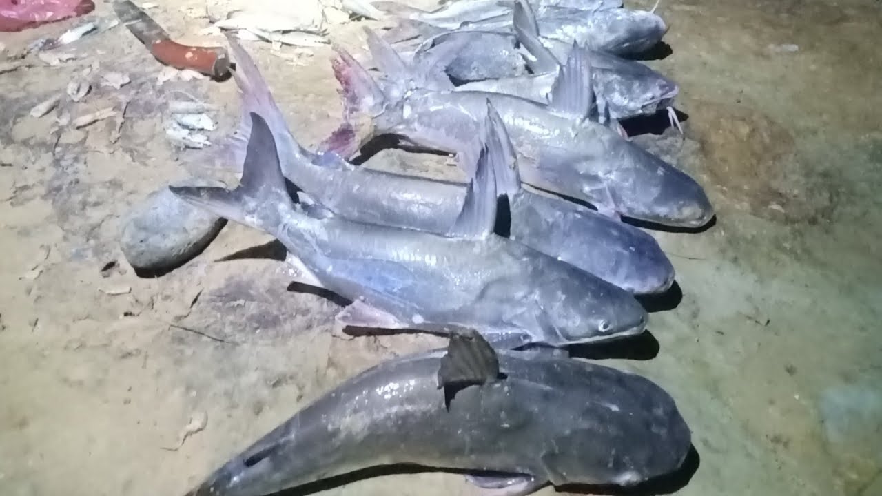 mancing pinggiran full strike ikan mayong / gaguk - YouTube