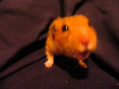 Fizzy the squeaking hamster - YouTube