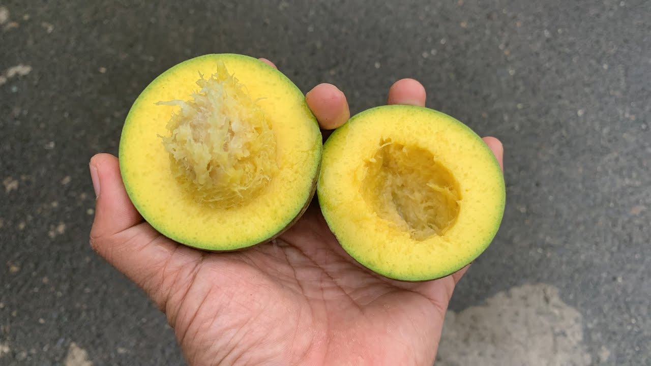 Asam Putaran/Asam Bulau/Ihem Puteren (Mangifera torquenda).. Mangga ...