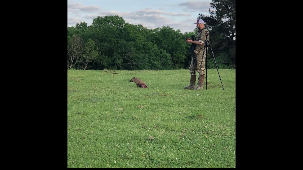 Pig Nation Thermal Pig Kills April 2022 - YouTube