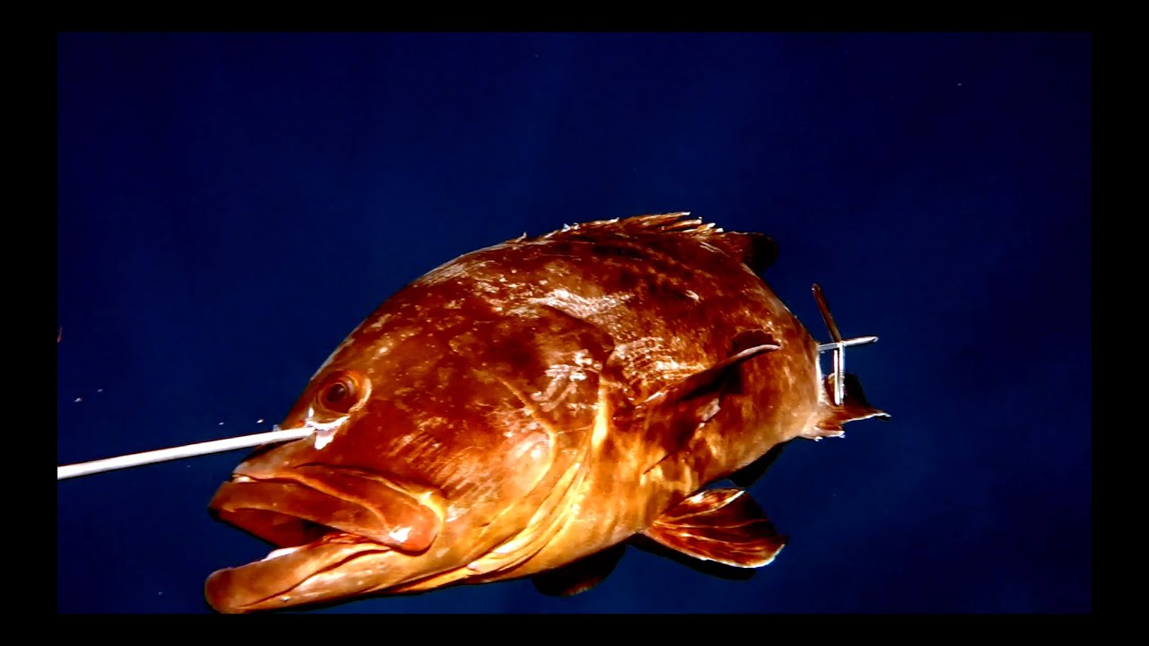 ΨΑΡΟΝΤΟYΦΕΚΟ ΣΤΟ ΜΥΡΤΩΟ ΠΕΛΑΓΟΣ vol.1 SPEARFISHING MYRTOAN SEA (GREECE ...