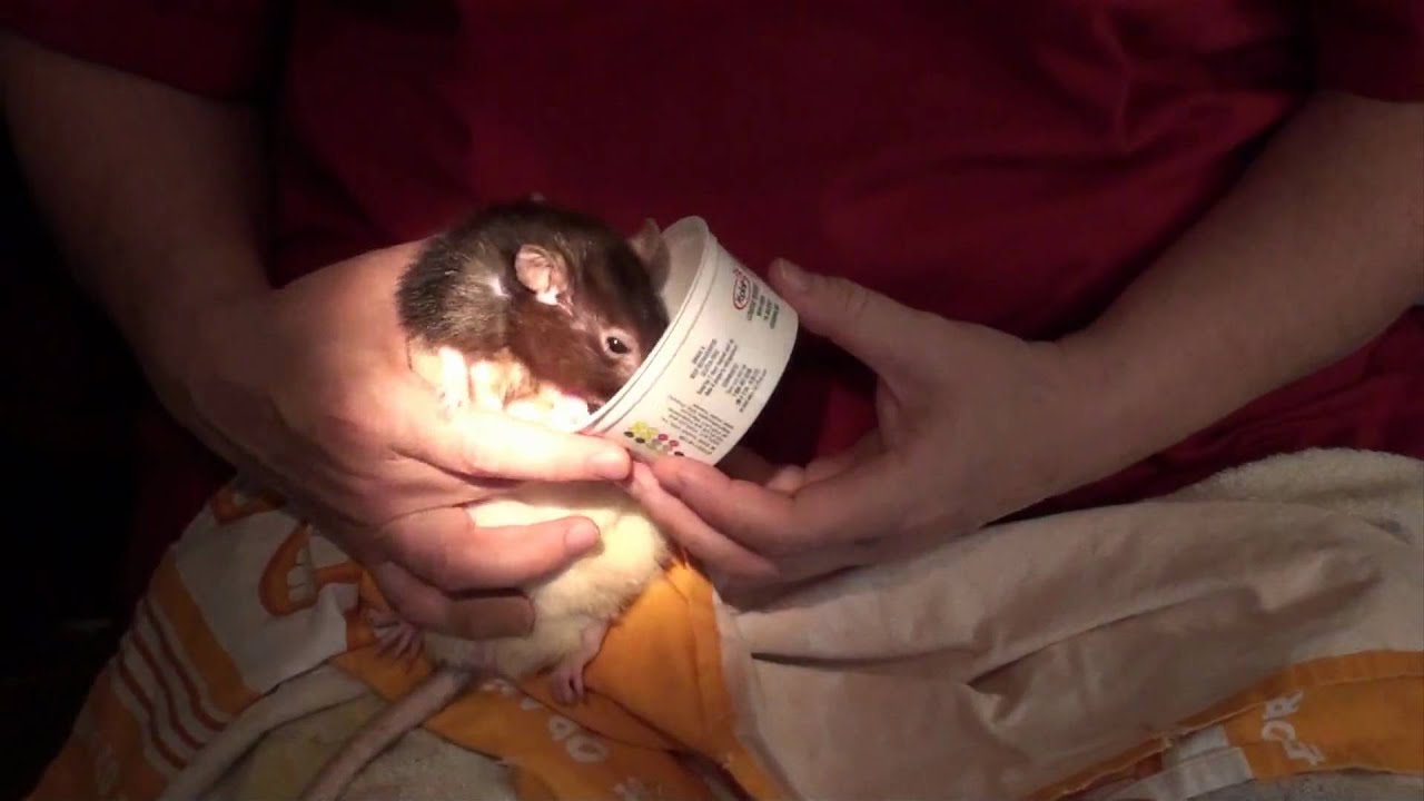 Helping a Rat with Hind-End Paralysis Eat - YouTube