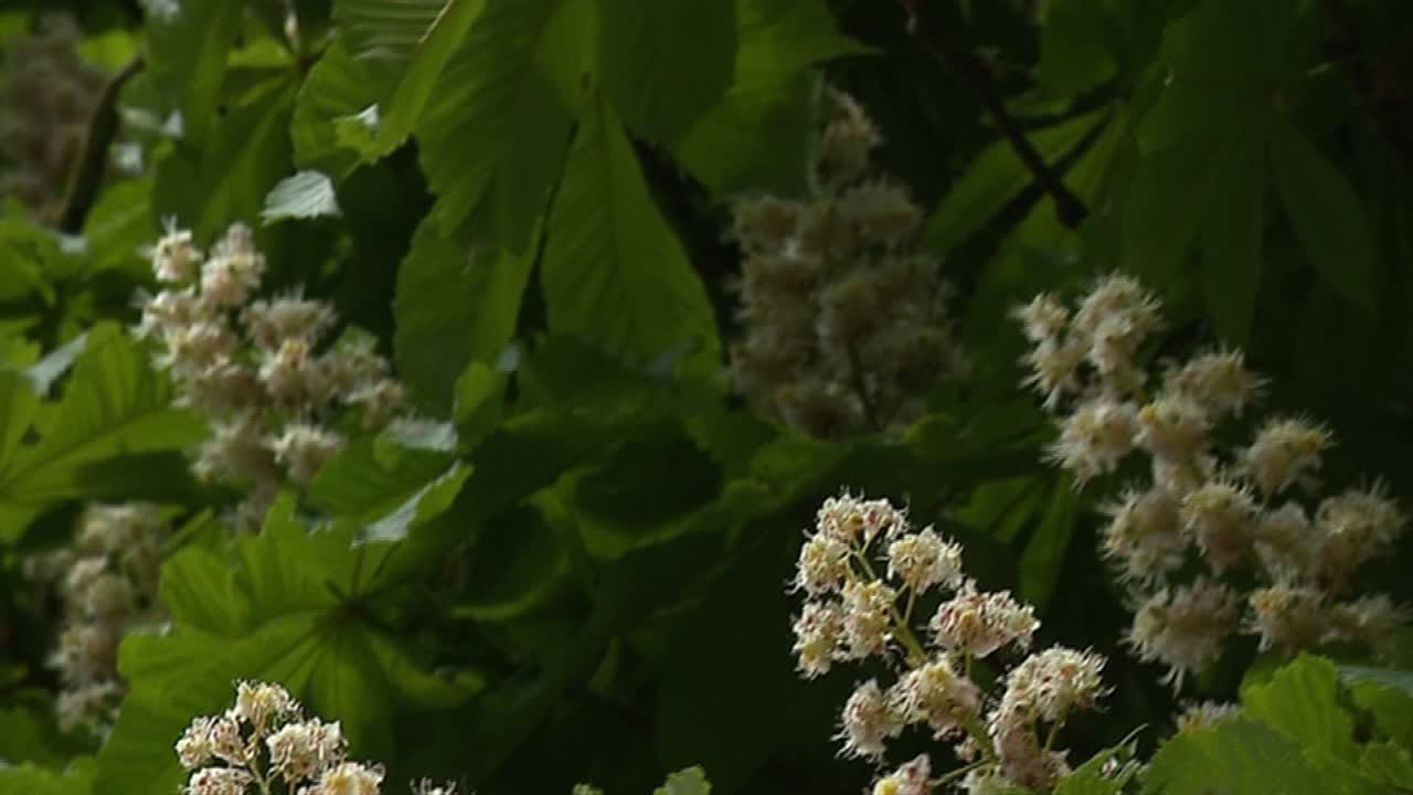 The virtues of France's most remarkable trees • FRANCE 24 English - YouTube