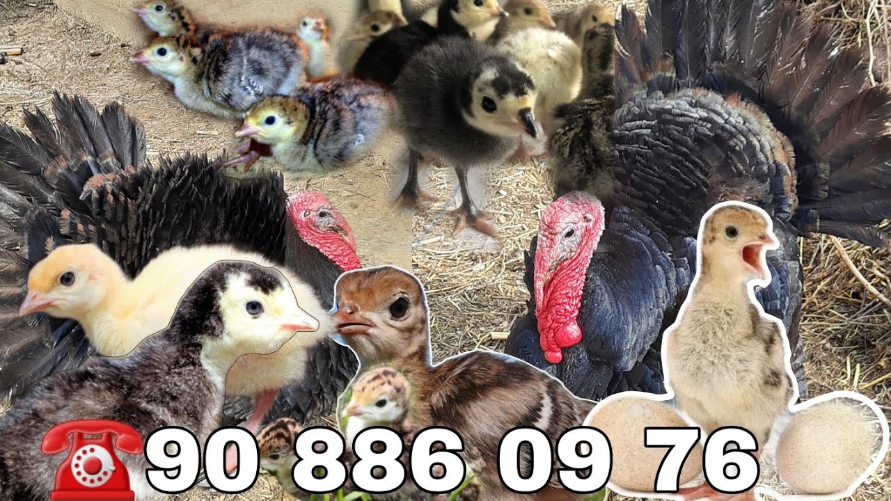 KURKA JÓJALAR 2023 INKUBATORDAN CHIQDI JUDA CHIROYLI JÓJACHALAR - YouTube