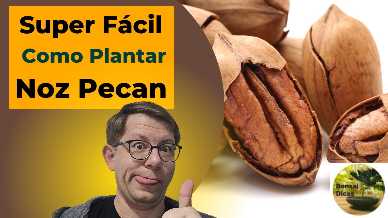 Bem Fácil - Como Plantar NOZ Pecan - YouTube