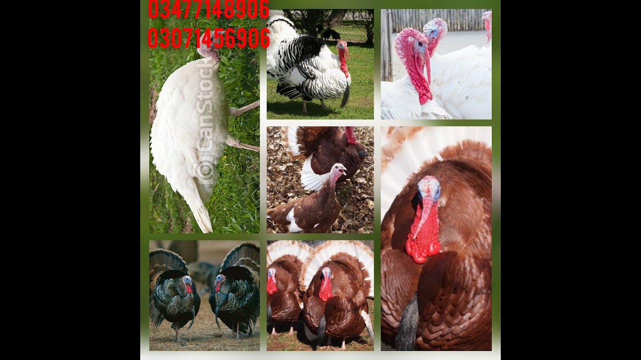 Turkey birds for sale(SG BIRD FARM)Turkey(paro) chicks and breeder pair ...