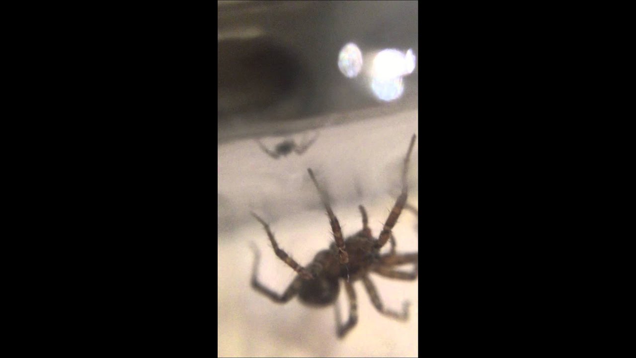 Grass spider and babies chowing on some fruit flies - YouTube