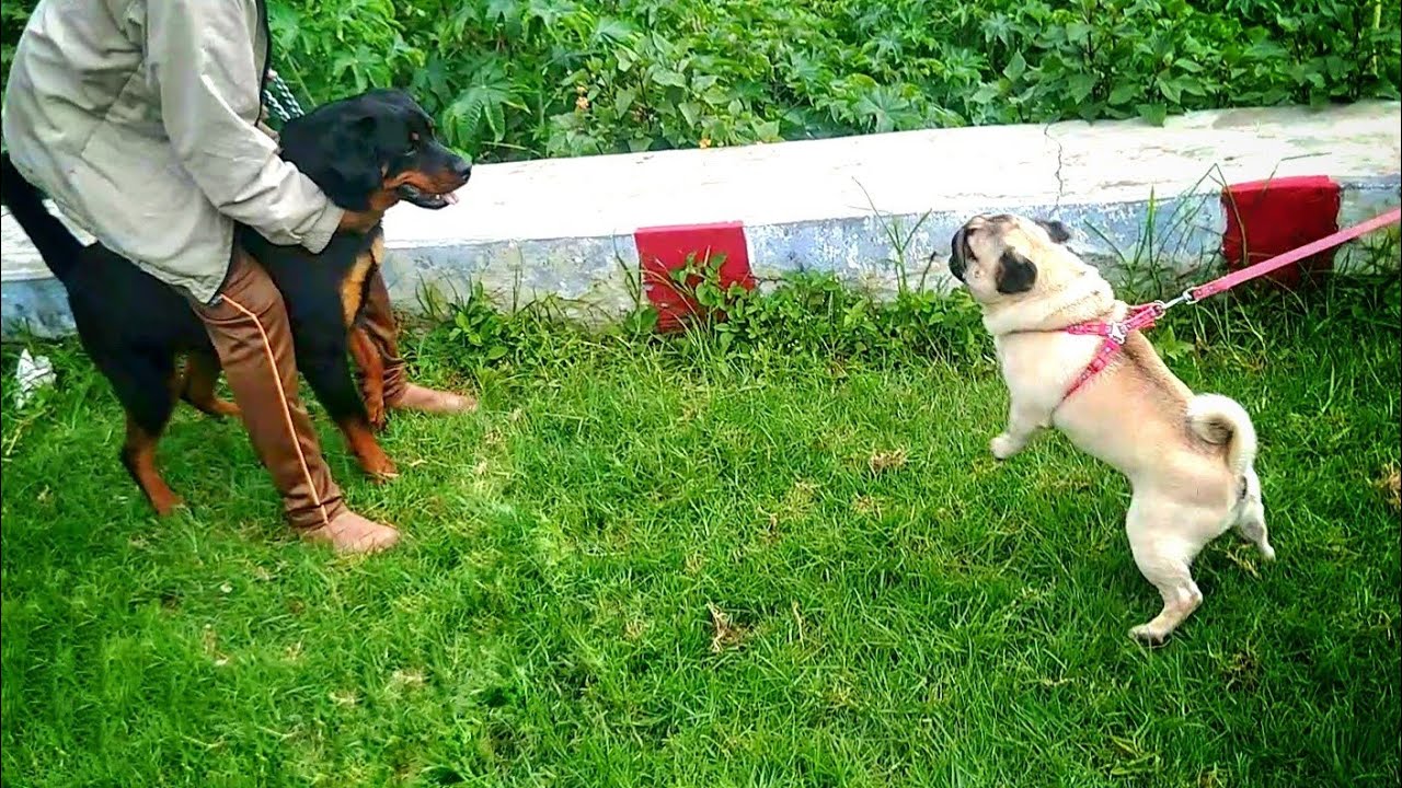 Pug vs Rottweiler - YouTube