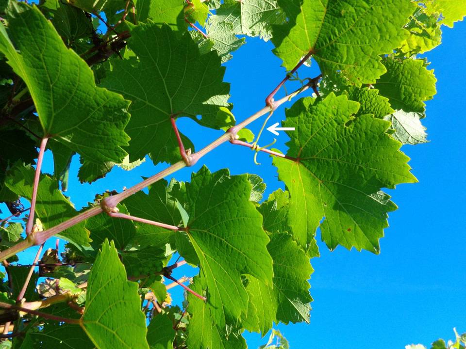 Green Parts of the Vine - Grape Video #4 - YouTube