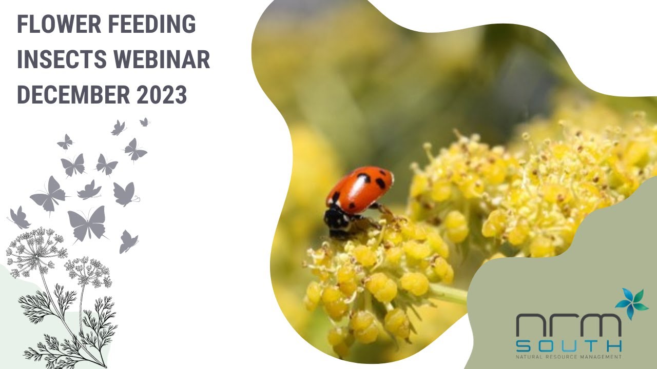Flower feeding insects webinar December 2023 - YouTube