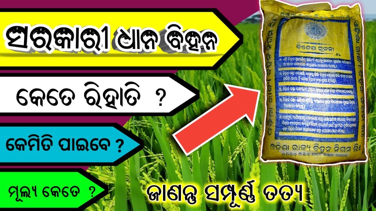 ସରକାରୀ ଧାନ ବିହନ | dhana bihana ra sarakari dam | dhana bihana ra bhaye ...
