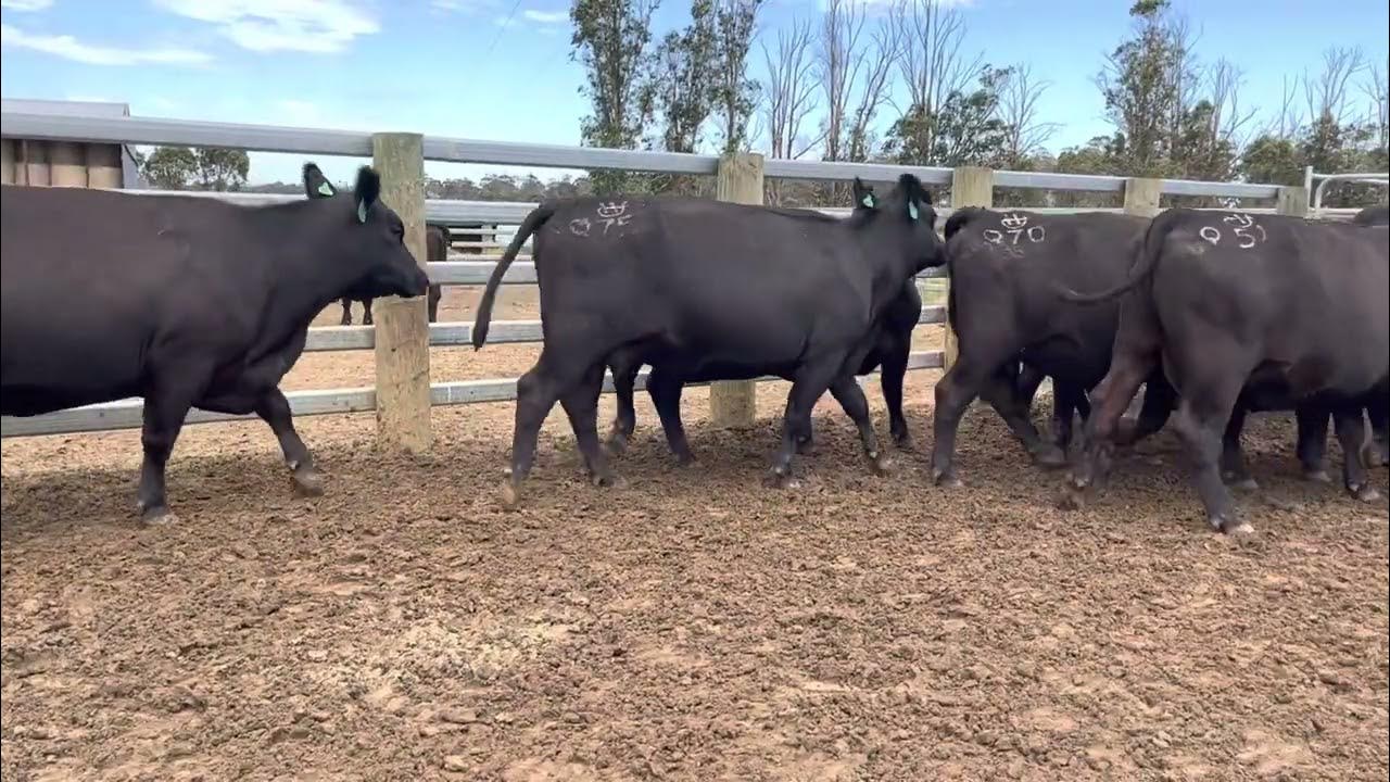 Harris farms 14 cows - YouTube