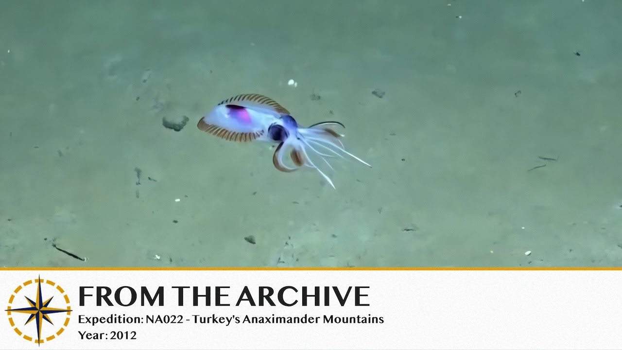 Thessaloniki Biology: Comb-Finned Squid - 2012 (Remastered!) | Nautilus ...