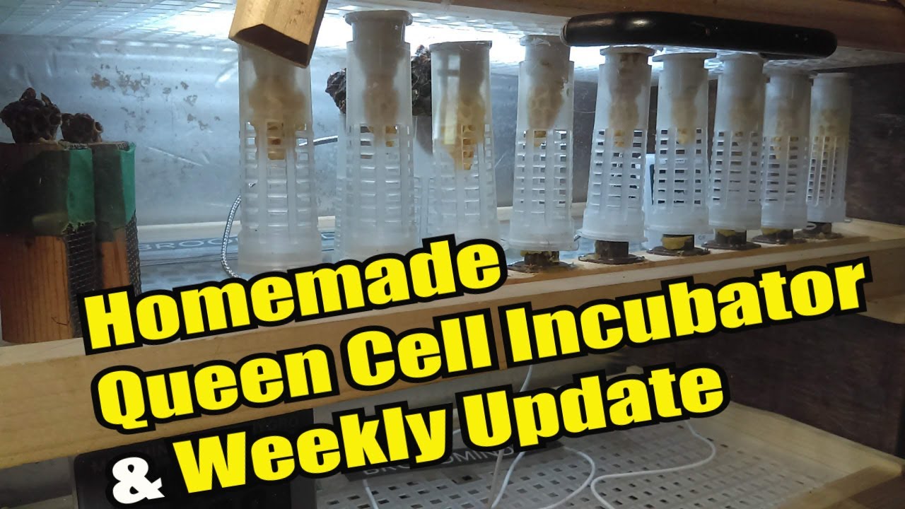 Homemade Queen Cell Incubator & How To Clean and Re-Wax Foundation ...