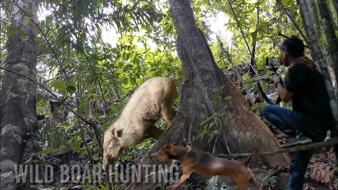 MEMBURU BABI DI TENGAH-TENGAH HUTAN BELANTARA || Wild Boar Hunting‼️ ...