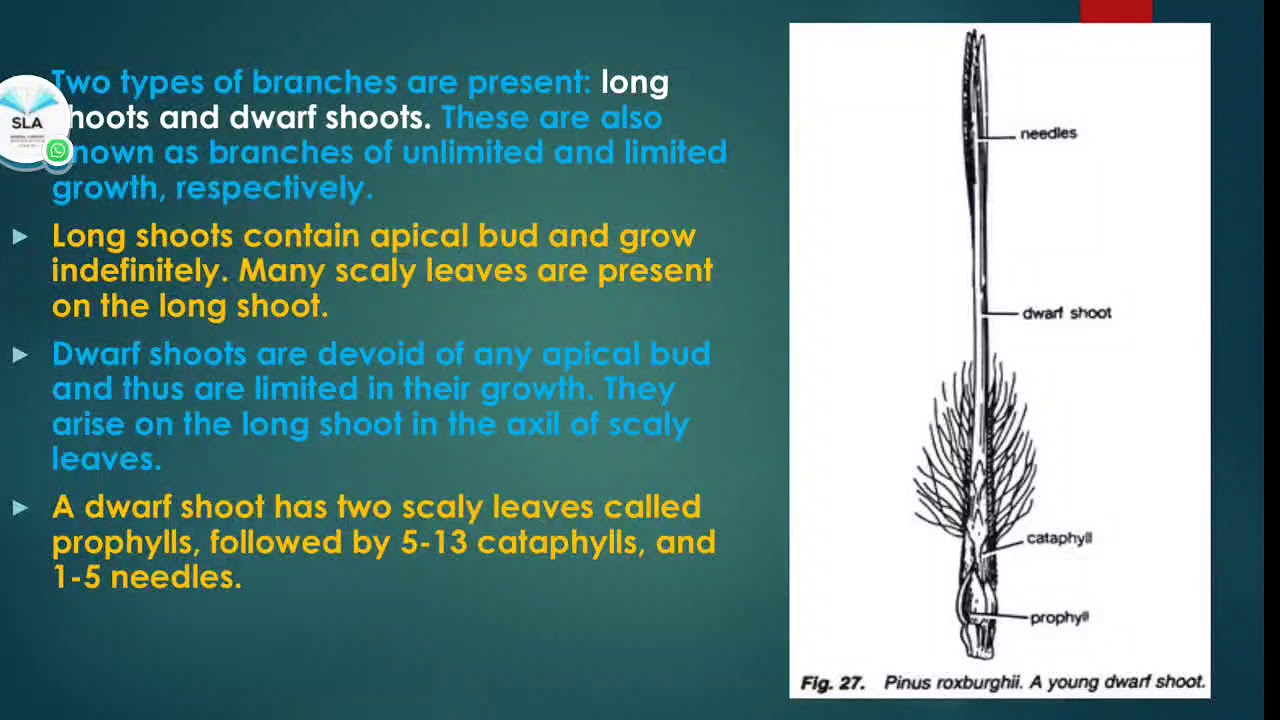 Pinus Morphology and Anatomy - YouTube