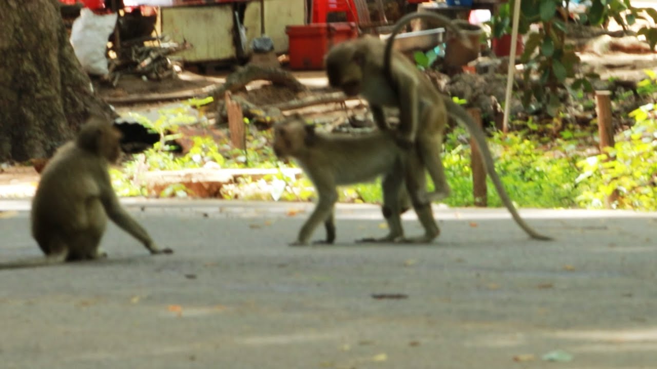 Monkey Rey in Amber Group/Maz..168..Amber Monkey - YouTube