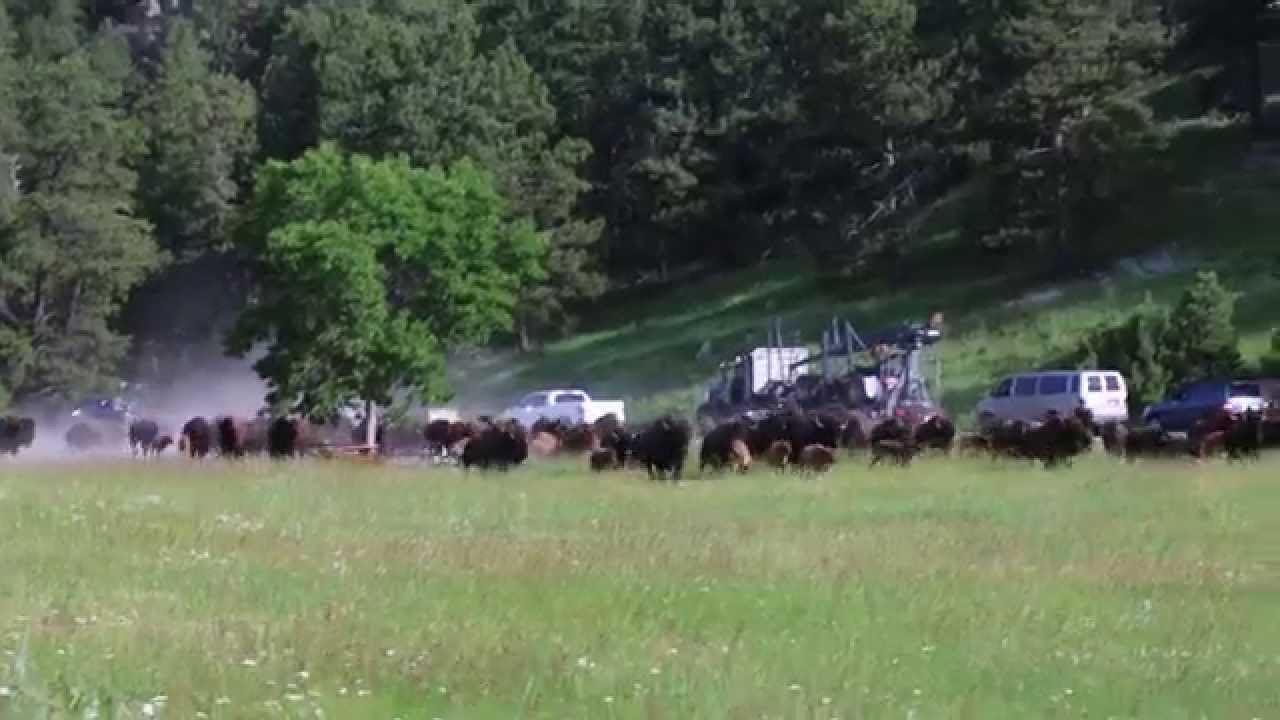 Buffalo Stampede - Custer State Park - YouTube