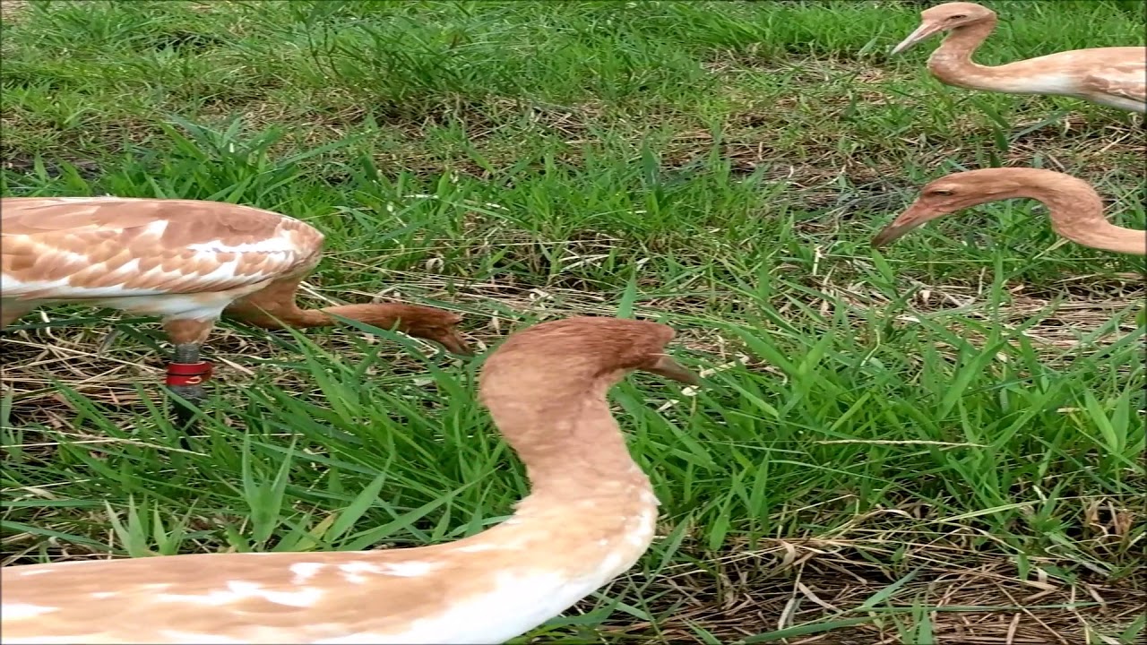 Whooping Cranes vs. Garter Snake - YouTube
